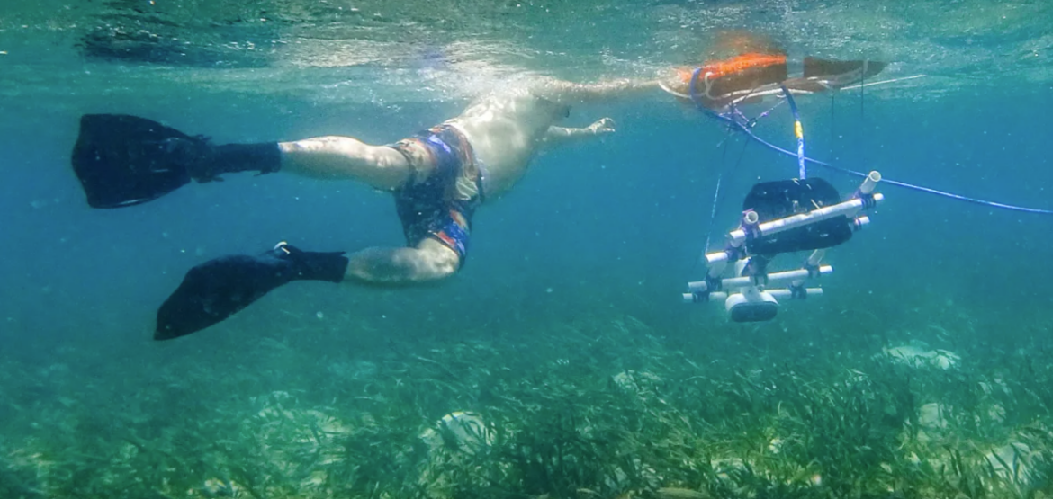 Seagrass Recovery in Tampa Bay: A 2026 Success Story - Florida Outdoors